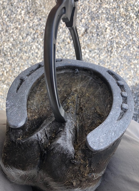 What is a flexion test? | Daniel Equine Services